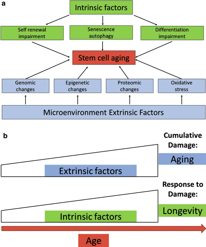 Stem Cells Aging | SpringerLink