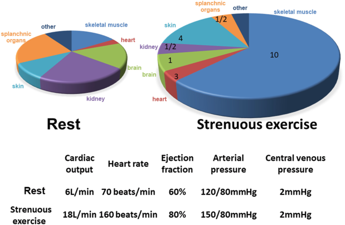 Cardiovascular Response | SpringerLink