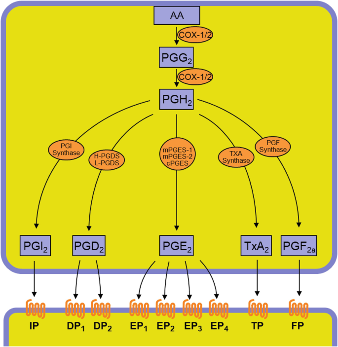 Prostanoids | SpringerLink