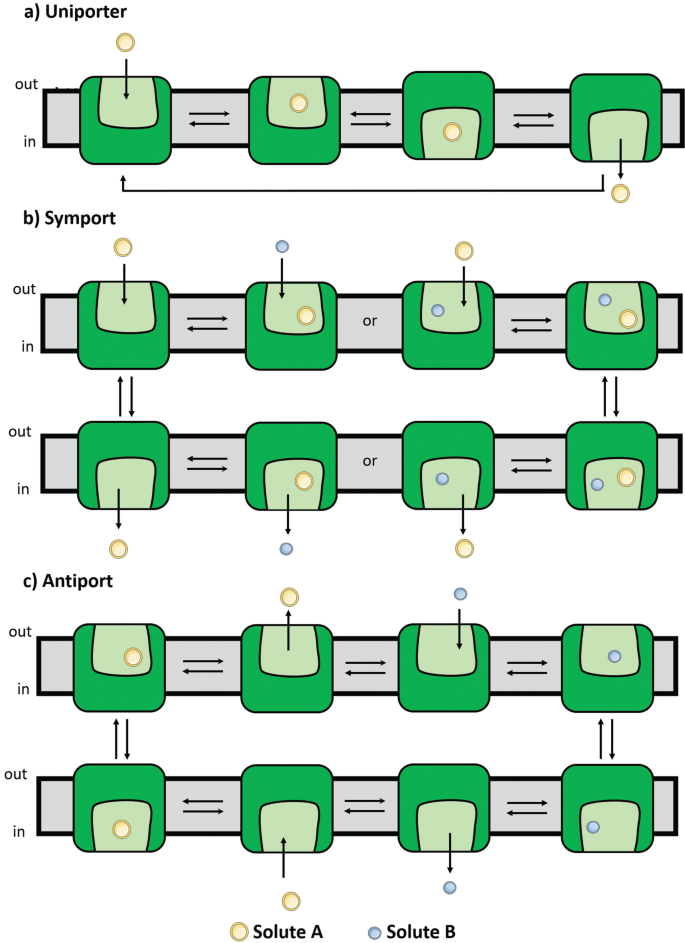 Solute Carrier (SLC) Transporters: An Overview | SpringerLink