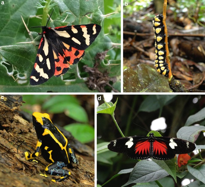 Aposematism | SpringerLink