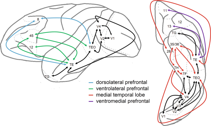 Ventral Stream, The | SpringerLink