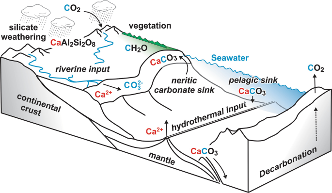Calcium Cycle Diagram