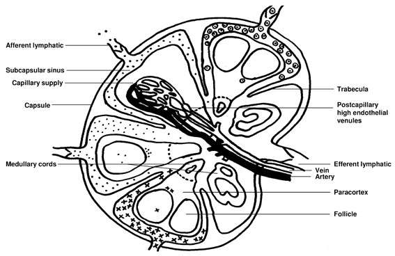 Lymphatic Node Structure Targeting Immune Cells Within Lymph Nodes
