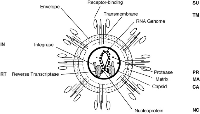 Retrovirus Structure