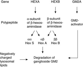 Tay-Sachs Disease | Springer Nature Link