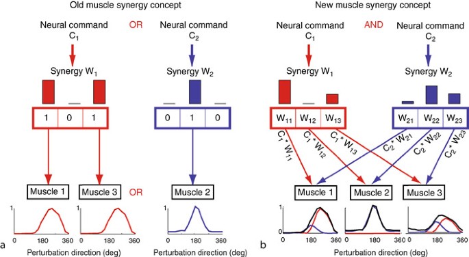 Postural Synergies | Springer Nature Link