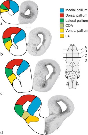 Evolution of the Pallium in Amphibians | Springer Nature Link
