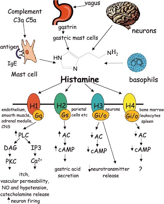 Histaminergic System | Springer Nature Link