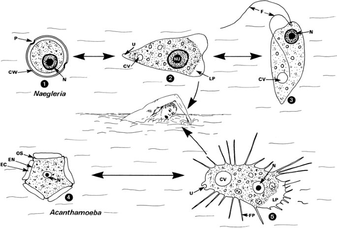Amoebae | Springer Nature Link