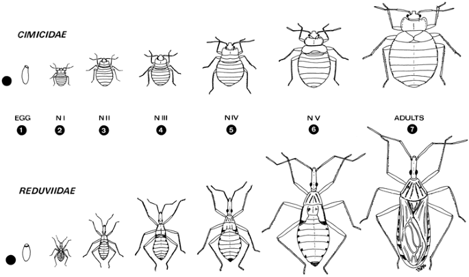 Bugs | SpringerLink