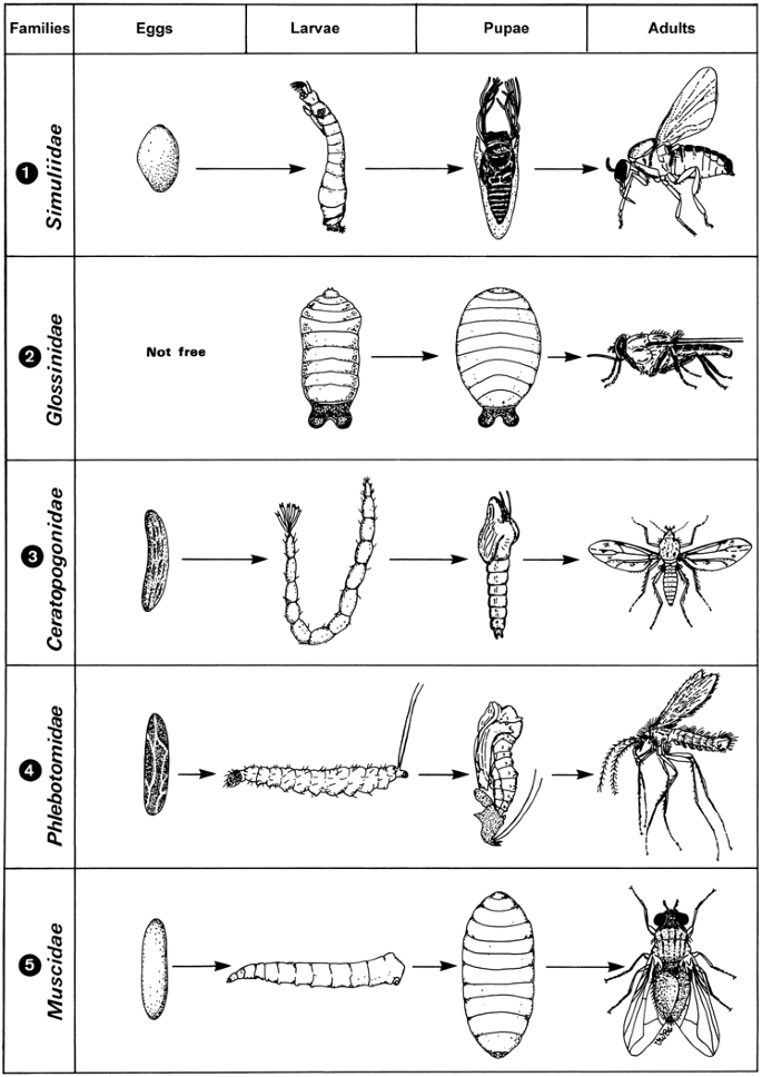 Muscidae Larvae