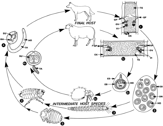 Dipylidium caninum | SpringerLink
