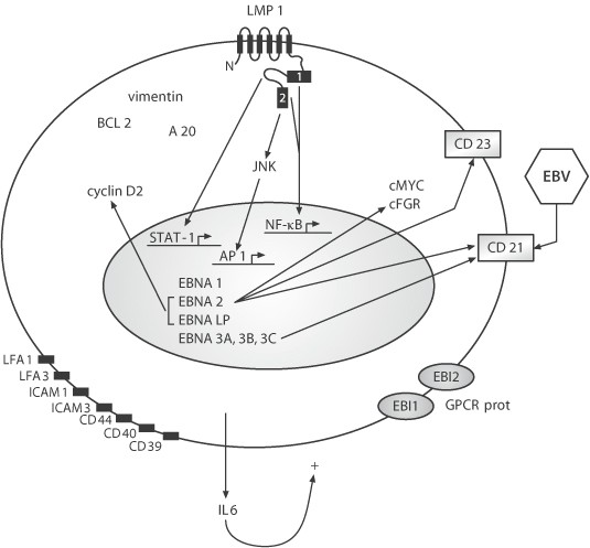 Epstein-Barr Virus | SpringerLink