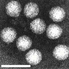 Kobuvirus | SpringerLink