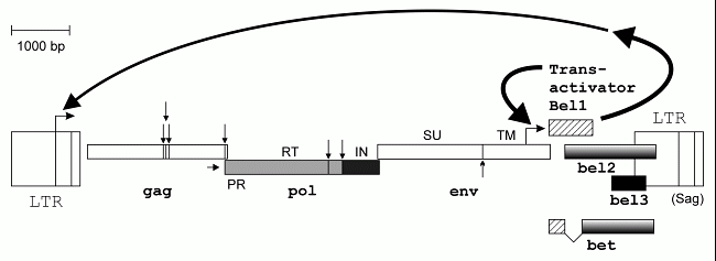Spumavirus | SpringerLink
