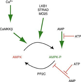 AMP‐activated Protein Kinase | SpringerLink