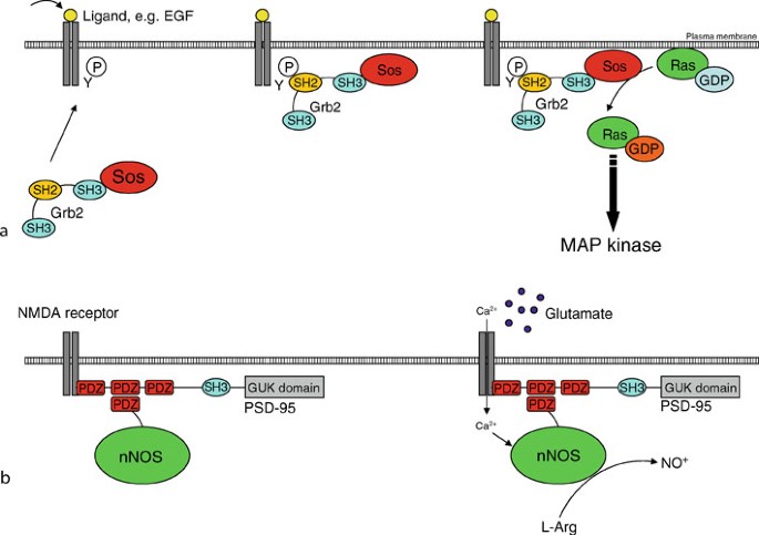 Adaptor Proteins | SpringerLink