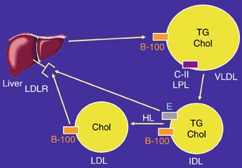 Lipoprotein Metabolism | SpringerLink