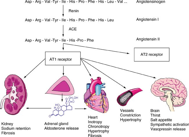 Renin Angiotensin Aldosterone System Heart Failure