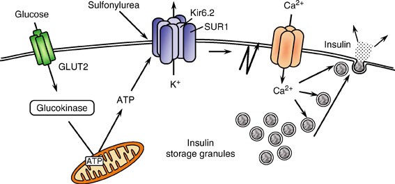 Diabetes Mellitus | SpringerLink