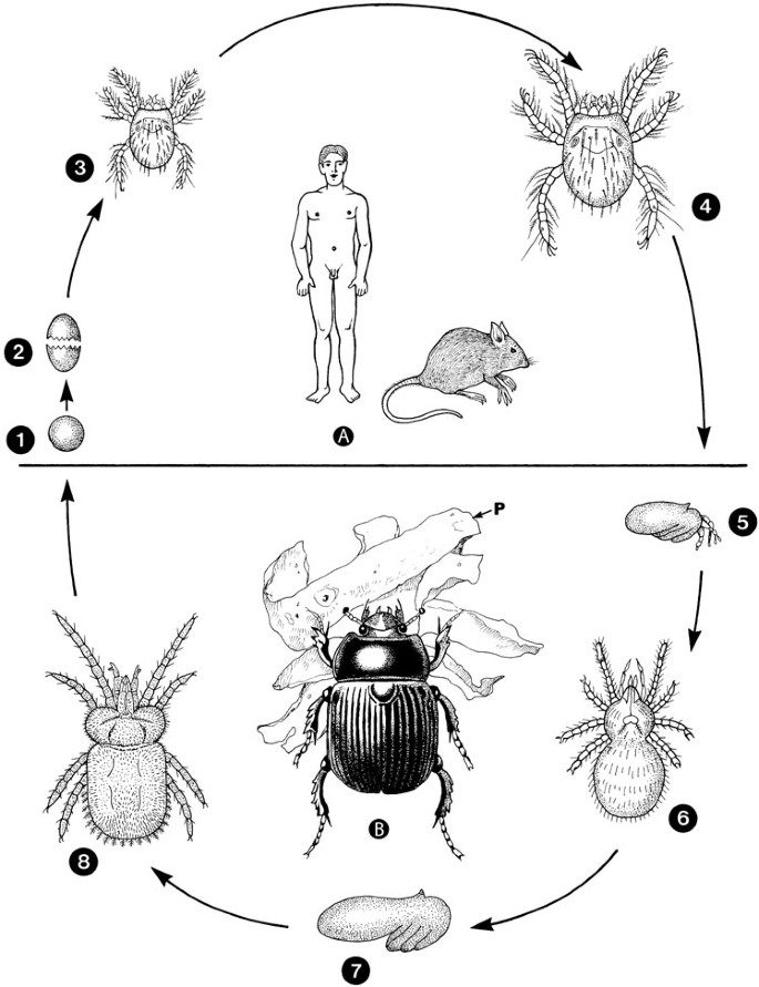 Neotrombicula autumnalis | SpringerLink