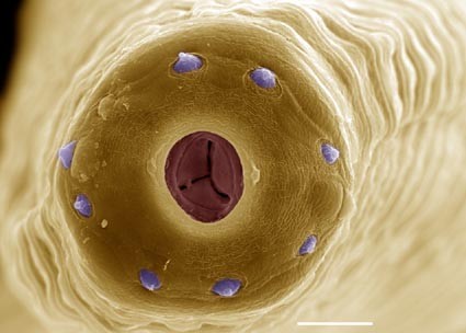 Thelazia | SpringerLink