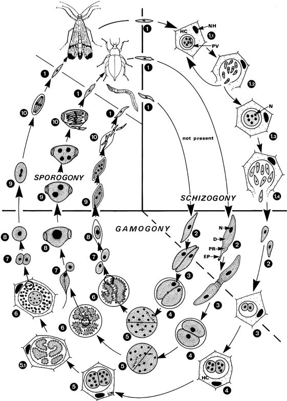 Gregarines | SpringerLink