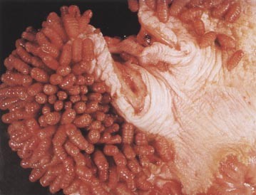 Gasterophilus | Springer Nature Link (formally SpringerLink)