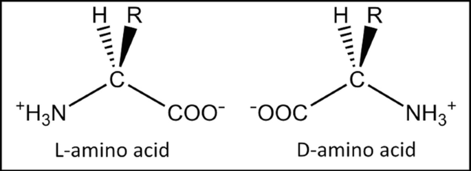 Protein | SpringerLink
