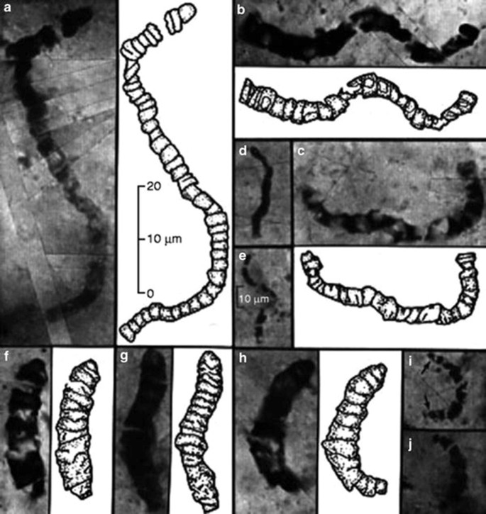 Apex Chert, Microfossils | SpringerLink