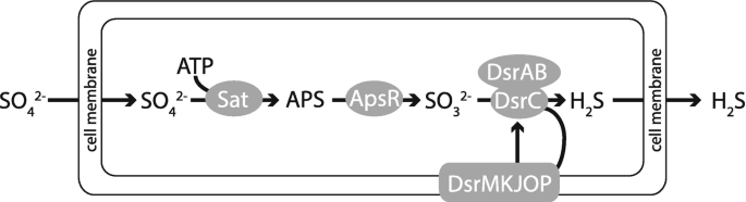 Sulfate Reduction | Springer Nature Link (formerly SpringerLink)