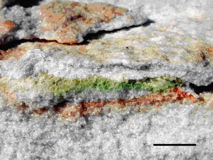 Colonization, Biological | SpringerLink