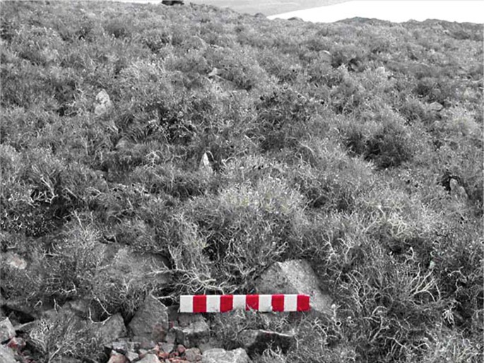 Colonization, Biological | SpringerLink