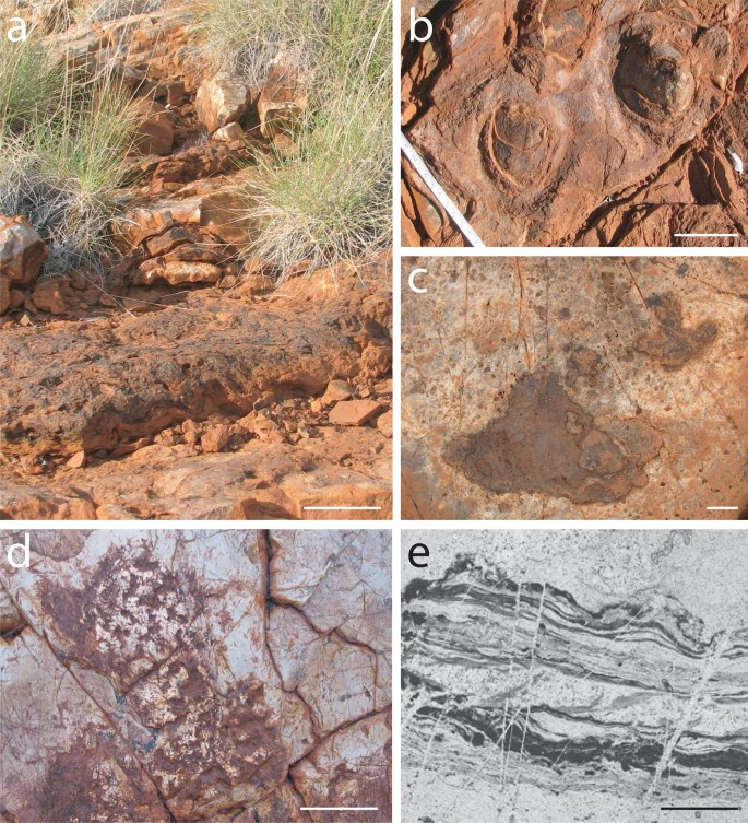 Dresser Formation, Traces of Life | SpringerLink