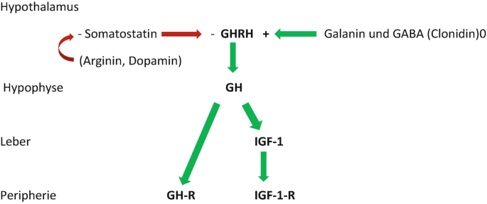 Wachstumshormon | SpringerLink
