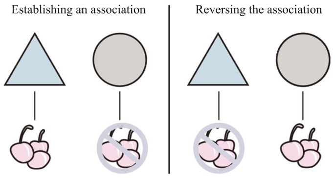 Reversal Learning | SpringerLink