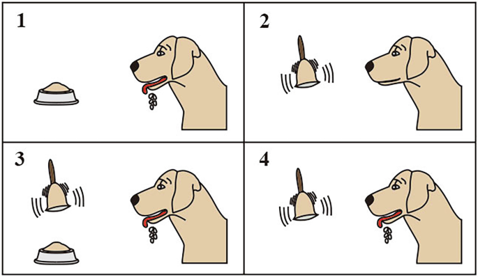 Conditioned Reflex | SpringerLink