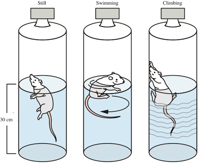 Forced Swimming Test | SpringerLink