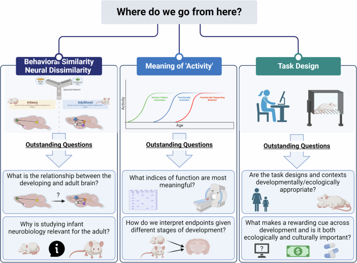 Understanding the development of a functional brain circuit: reward ...