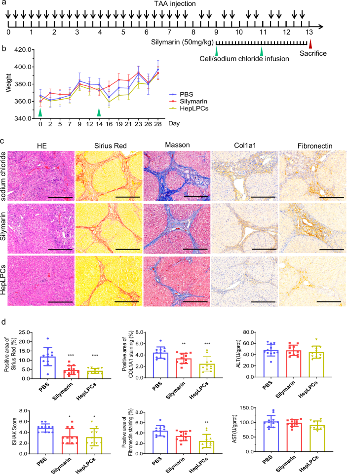 Author Correction: Treatment of liver cirrhosis using hepatocyte ...