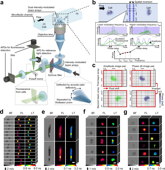Publisher Correction: High-throughput fluorescence lifetime imaging ...