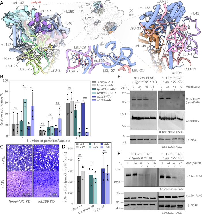 Publisher Correction: Numerous rRNA molecules form the apicomplexan ...