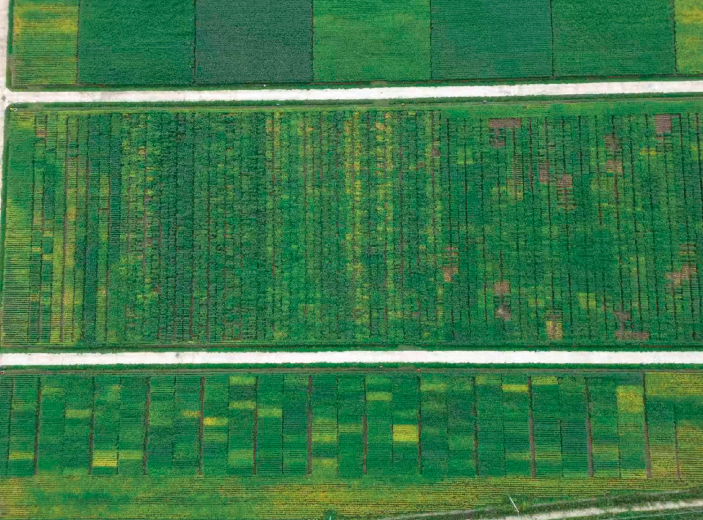 Deconstructing soybean domestication | Nature Plants