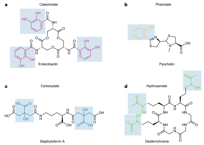 Integrating microbial siderophores into concepts of plant iron ...