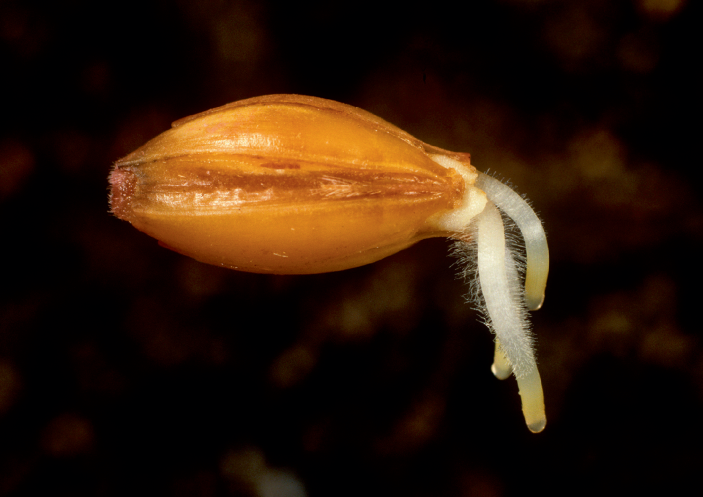 Sprouting at the right time | Nature Plants