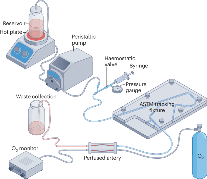 An ex vivo perfusion platform for the testing of cardiovascular ...