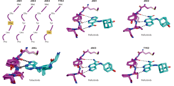 Pharmacological targeting of the JAK–STAT pathway: new concepts and ...