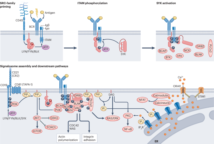 Towards a unifying model for B-cell receptor triggering | Nature ...