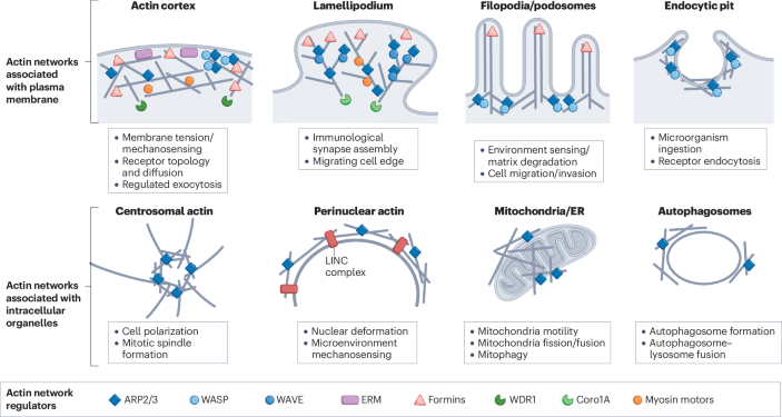 Immune-related actinopathies at the cross-road of immunodeficiency ...